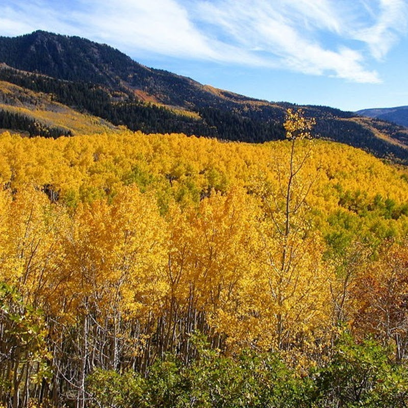 Pando, the Single Largest Living Organism on Earth | Amusing Planet